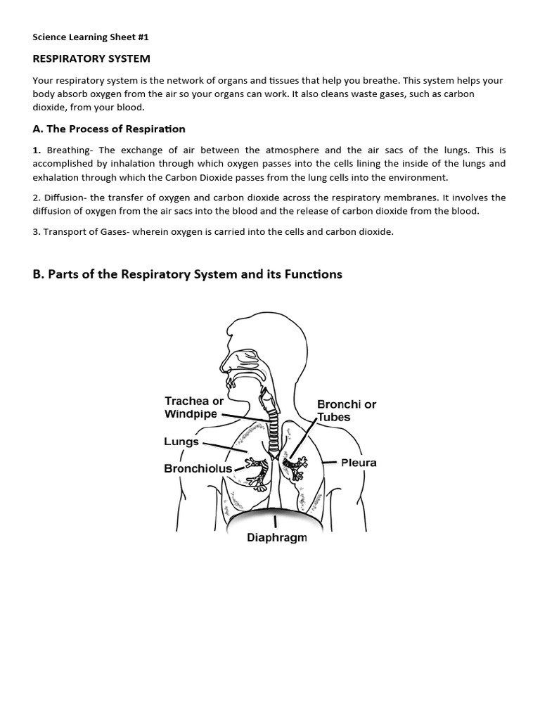 Science Learning Sheet 1 RESPIRATORY SYSTEM | PDF | Respiratory Tract ...