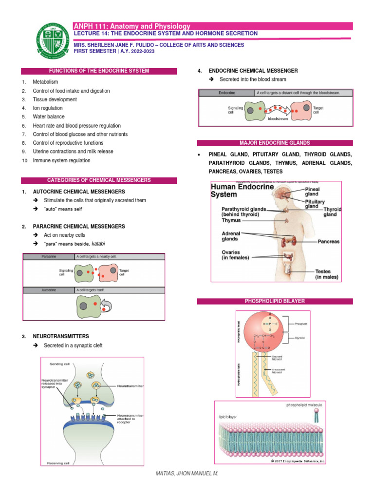 ENDOCRINE SYSTEM | PDF | Hormone | Endocrine System