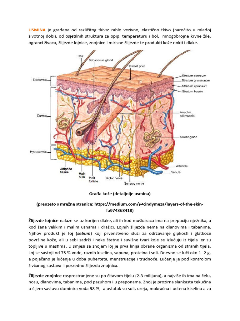 KOŽA Usmina I | PDF