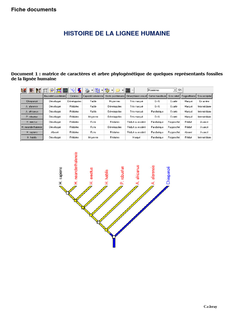 Fd Histoire Lignee Humaine Pdf évolution Humaine Homo