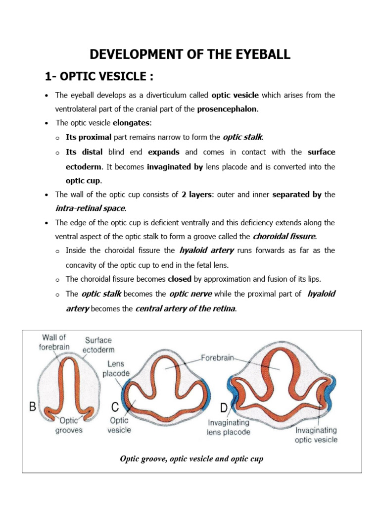 Embryology of Eye - 1 | PDF | Retina | Human Eye