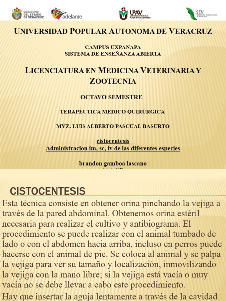 Cistocentesis | Descargar gratis PDF | Inyección (medicina) | Terapia ...
