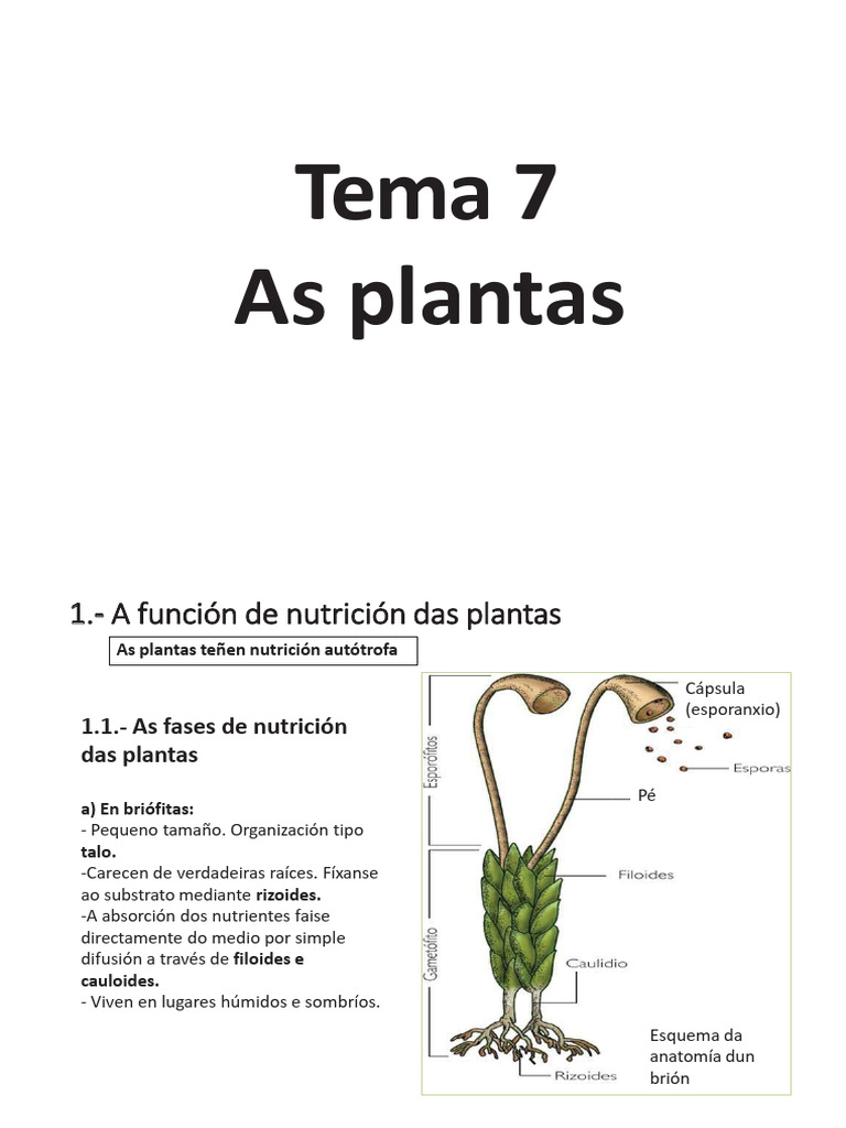 Tema 7 Sen Fondo | PDF