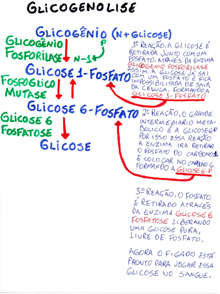 Glicogenolise | PDF