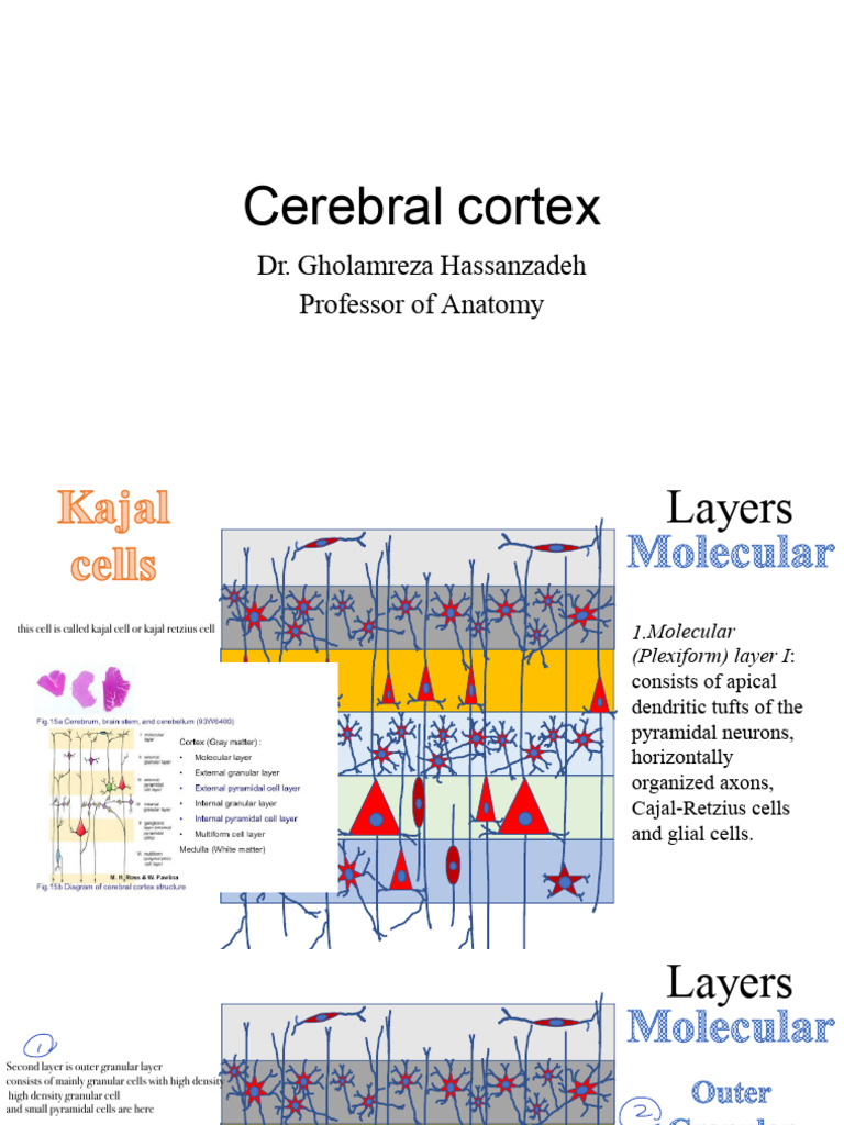 Cerebral Cortex | PDF | Cerebral Cortex | Pyramidal Cell