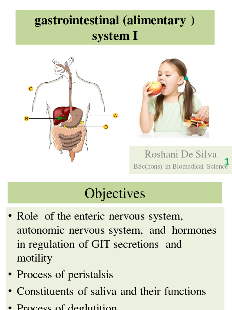 Gastrointestinal Alimentary System 01 Pdf Gastrointestinal Tract