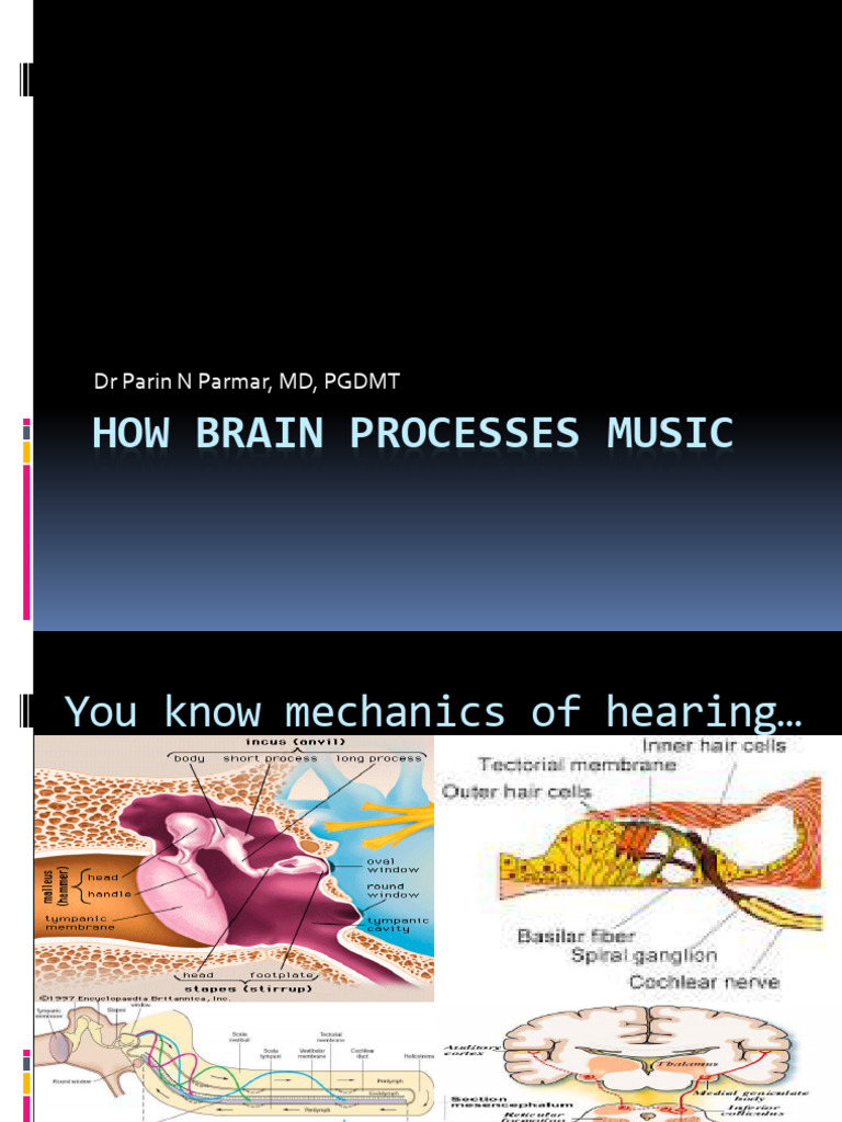 How Brain Processes Music | PDF | Brain | Cerebrospinal Fluid