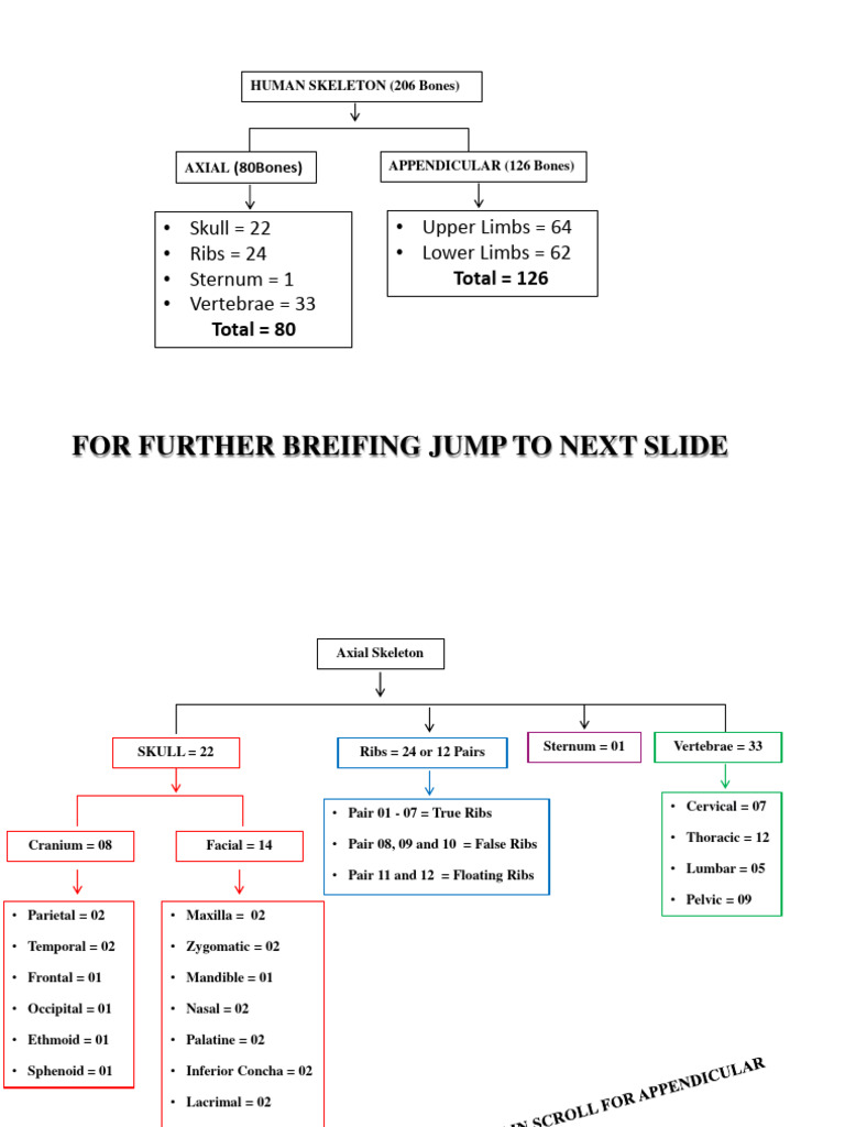 Human Skeleton table | PDF