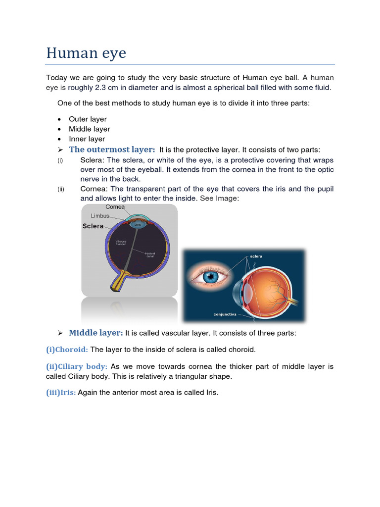 Human Eye | PDF | Science & Mathematics