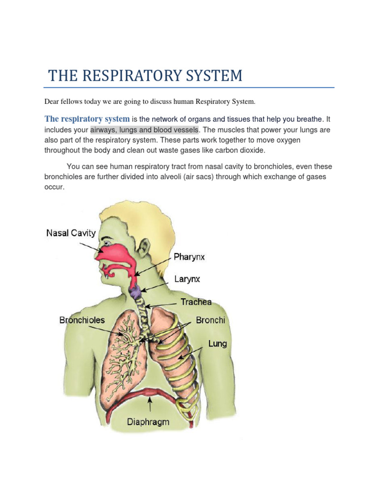 Human Respiratory System | PDF | Respiratory Tract | Lung