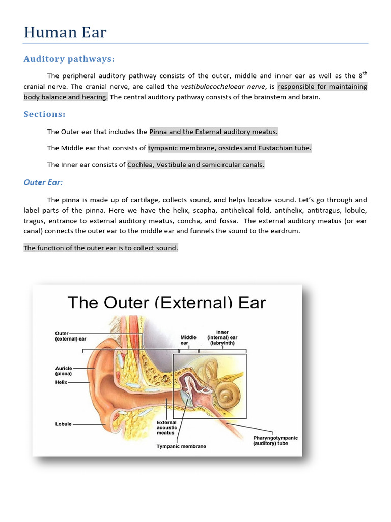 Human Ear 08-05-2023 | PDF | Ear | Auditory System