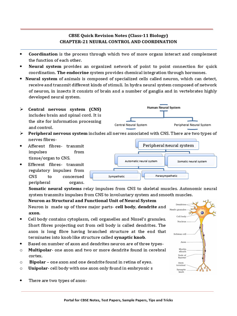 CBSE Class 11 Biology Neural Control Notes | PDF | Nervous System | Neuron