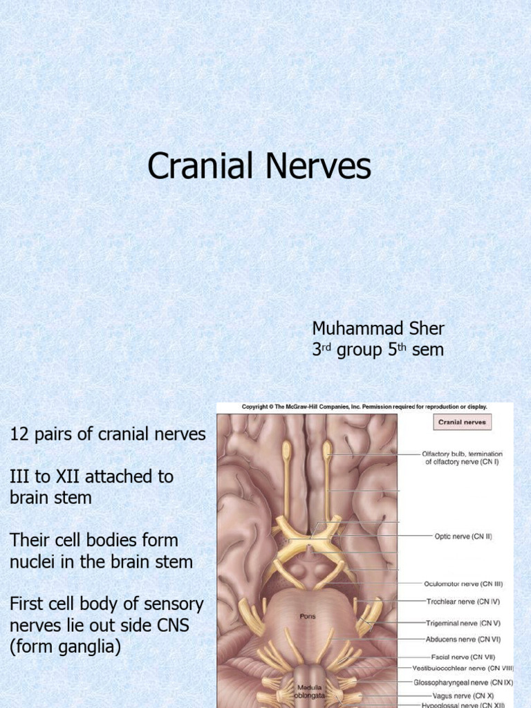 Cranial Nerves | PDF