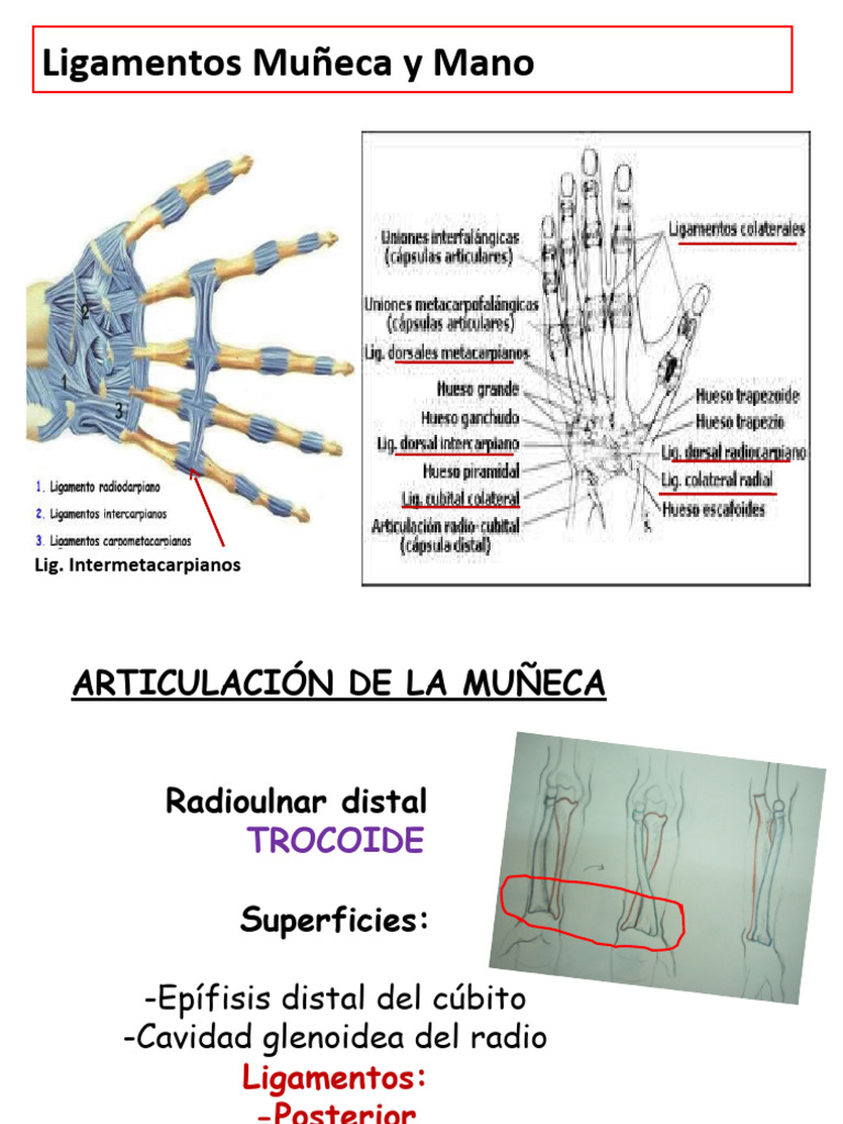 Anatomía y Ligamentos de Muñeca y Mano | PDF | Mano | Articulación