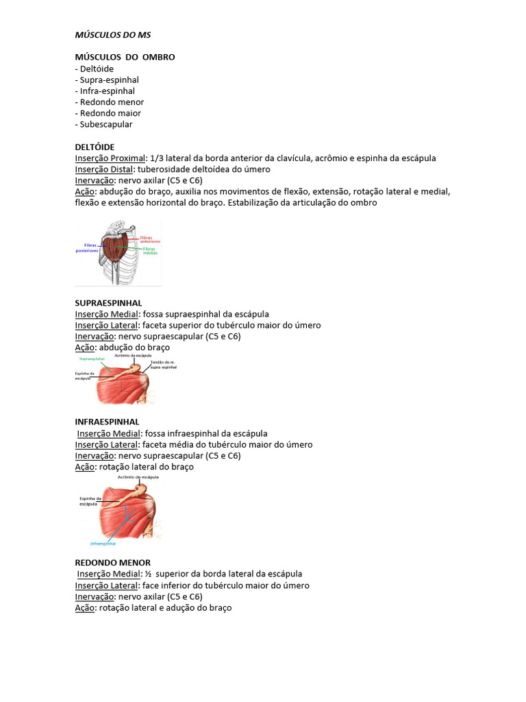 Musculos Do Ms 1 | PDF | Neuroanatomia | Sistema nervoso