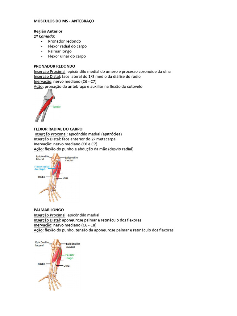 Musculos Do Ms 2 | PDF | Sistema Locomotor | Membros (anatomia)