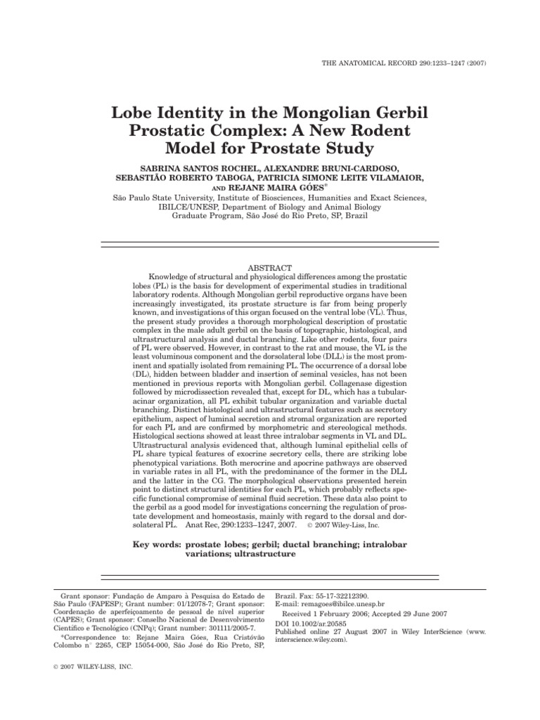 2007 Lobe Identity in The Mongolian Gerbil Prostatic Complex - A New Rodent Model For Prostate ...