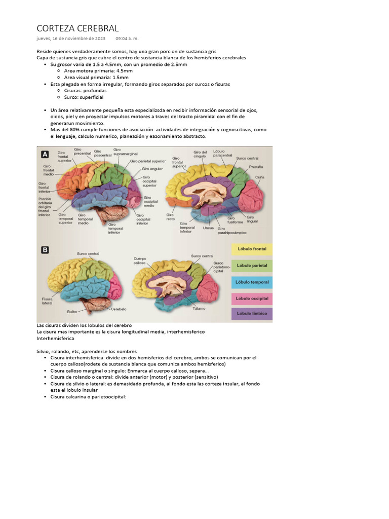 Corteza Cerebral | PDF | Cerebro | Hemisferio cerebral