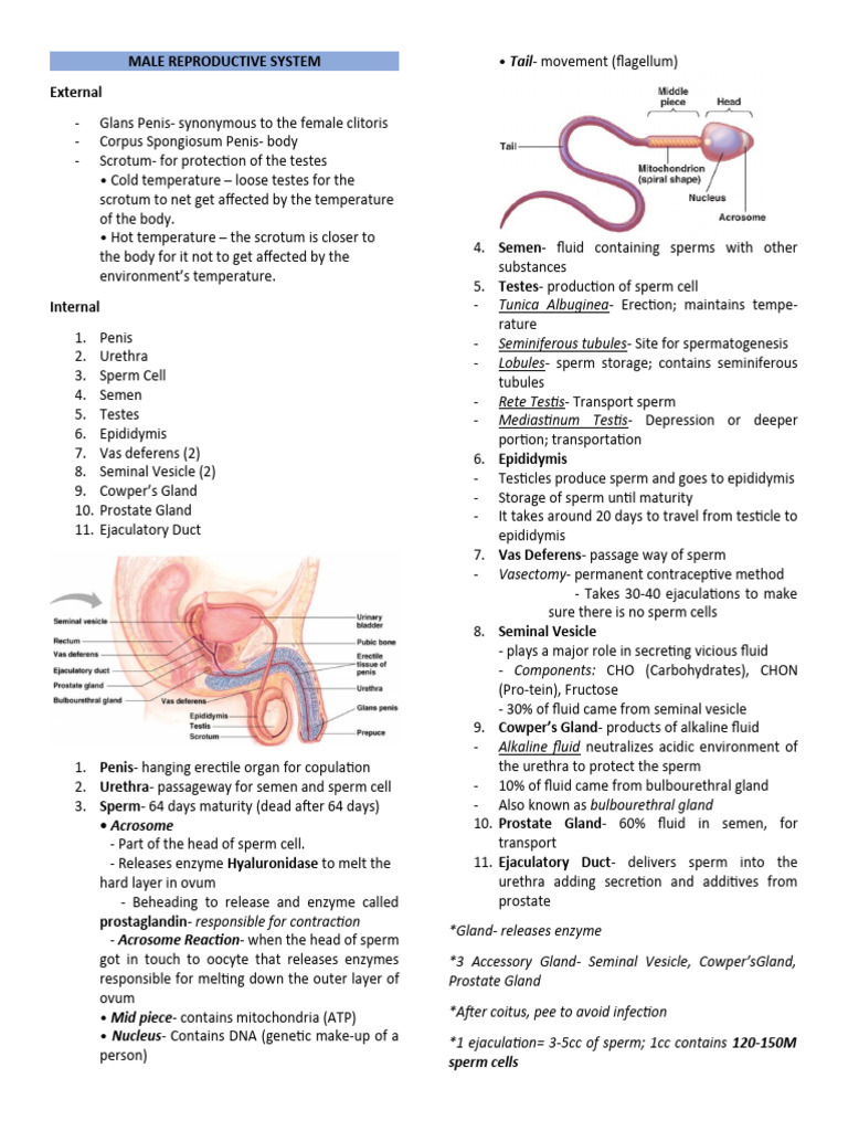 NCM107 | PDF | Menstrual Cycle | Testicle