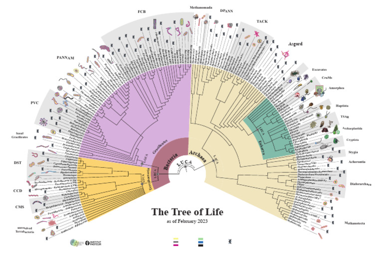 Tree of Life_INstitue Pasteur | PDF