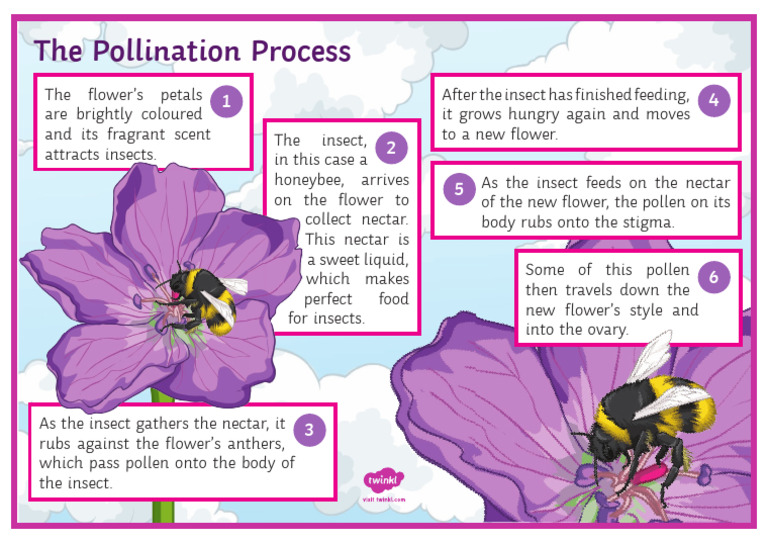 Pollination Info Poster | PDF | Science & Mathematics