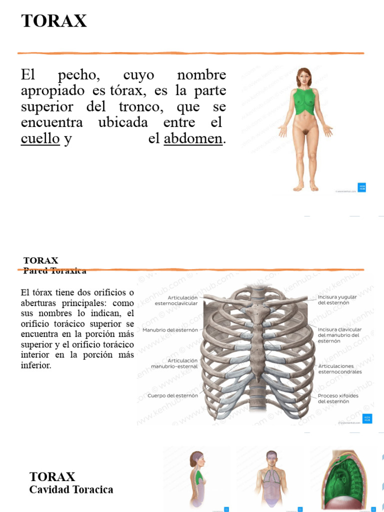 3.estructura Anatomica (Torax) | PDF | Historia | Religión y espiritualidad