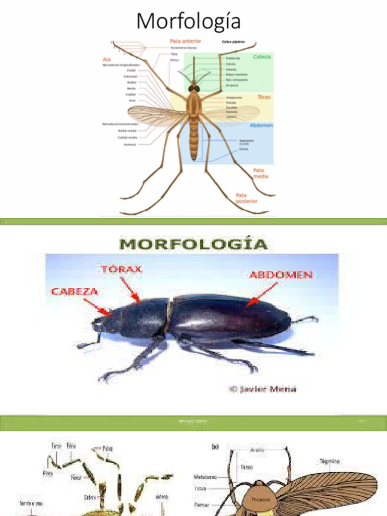 morfologia de los insectos tema | PDF