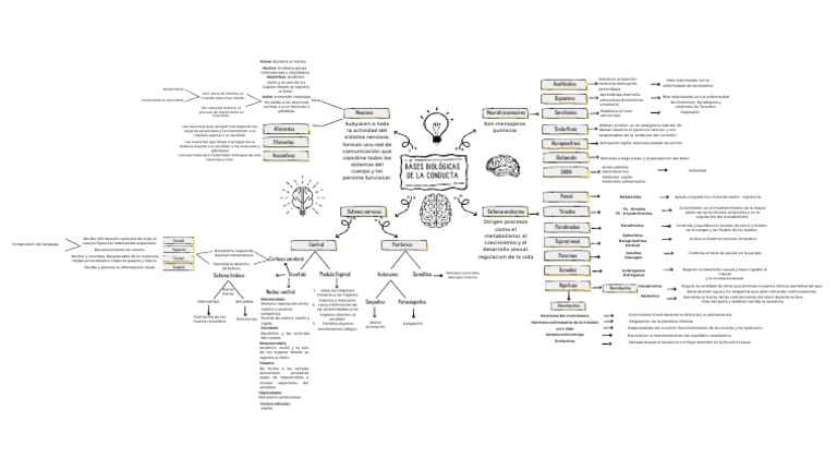 Mapa Conceptual | PDF | Neurona | Cerebro