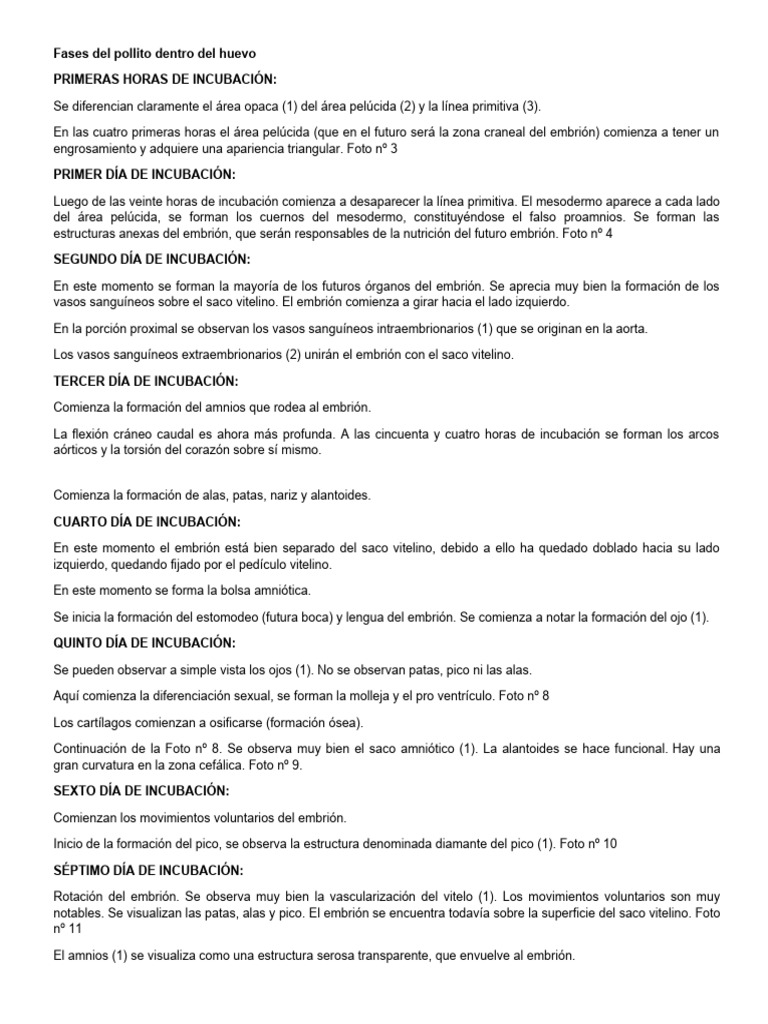 Fases Del Pollito Dentro Del Huevo | PDF | Respiración | Huevo