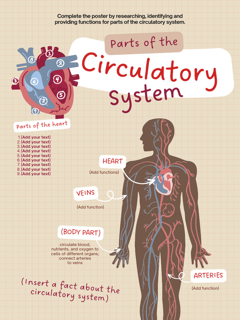 Parts of The Human Circulatory System Science Poster in Light Brown ...