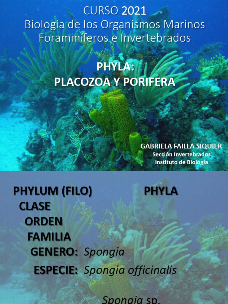 Clase Teórica Placozoa y Porifera | PDF | Esponja | Eucariotas