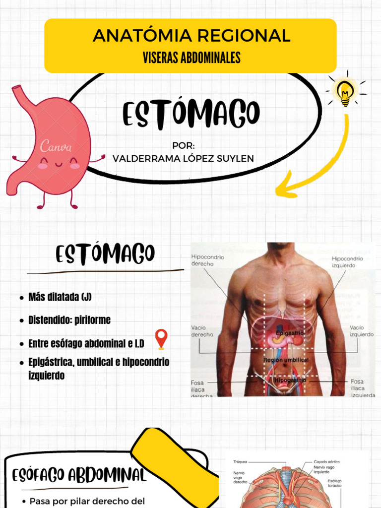 Anatomía Del Estómago | PDF | Estómago | Especialidades Medicas