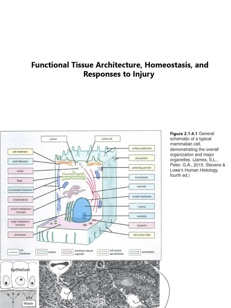 Functional Tissue Architecture, Homeostasis, and Responses To Injury ...