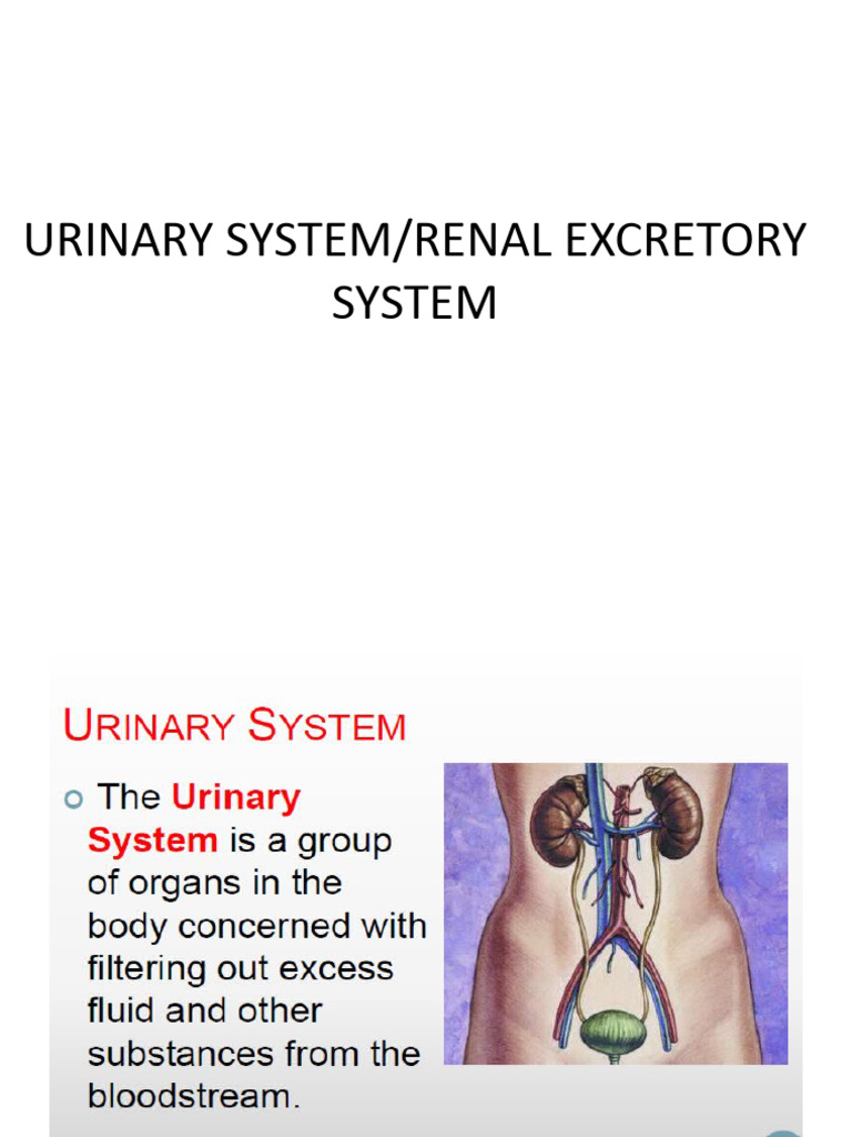 Urinary System | PDF | Kidney | Clinical Medicine
