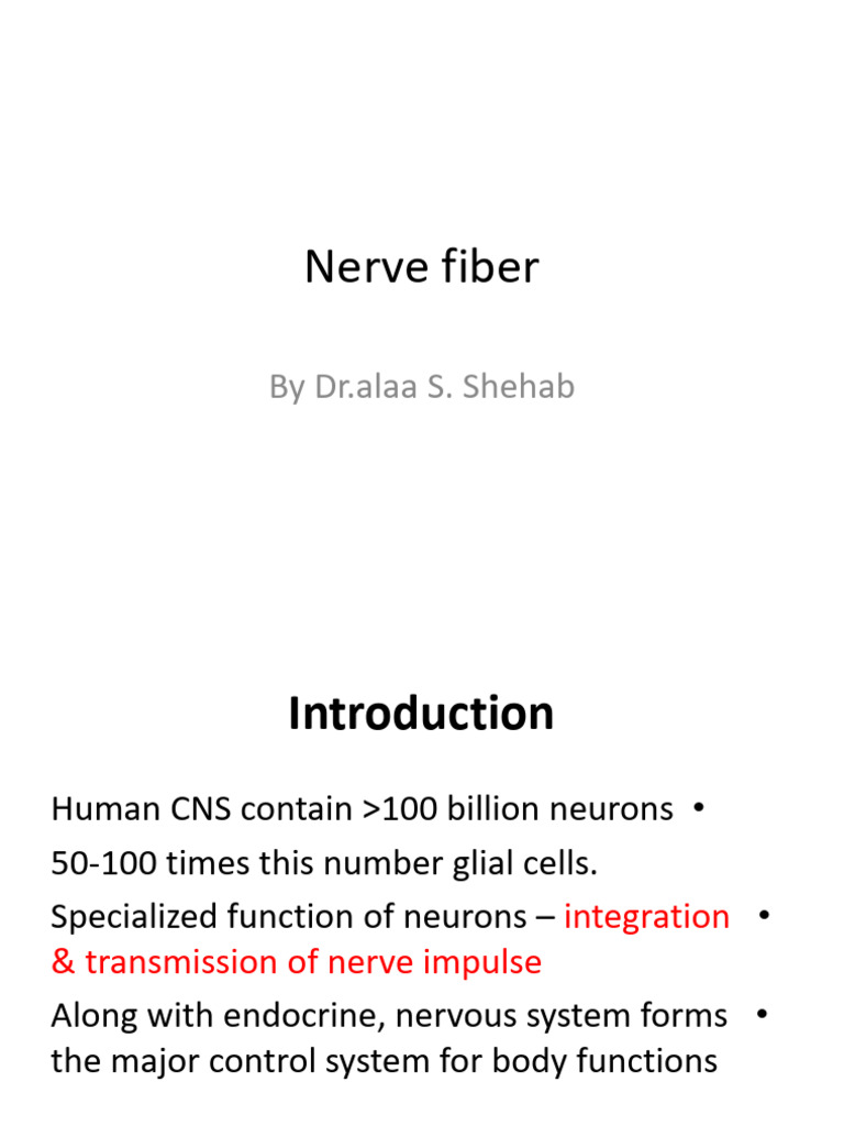 3nerve Fiber-Converted 1 | PDF | Axon | Neuron