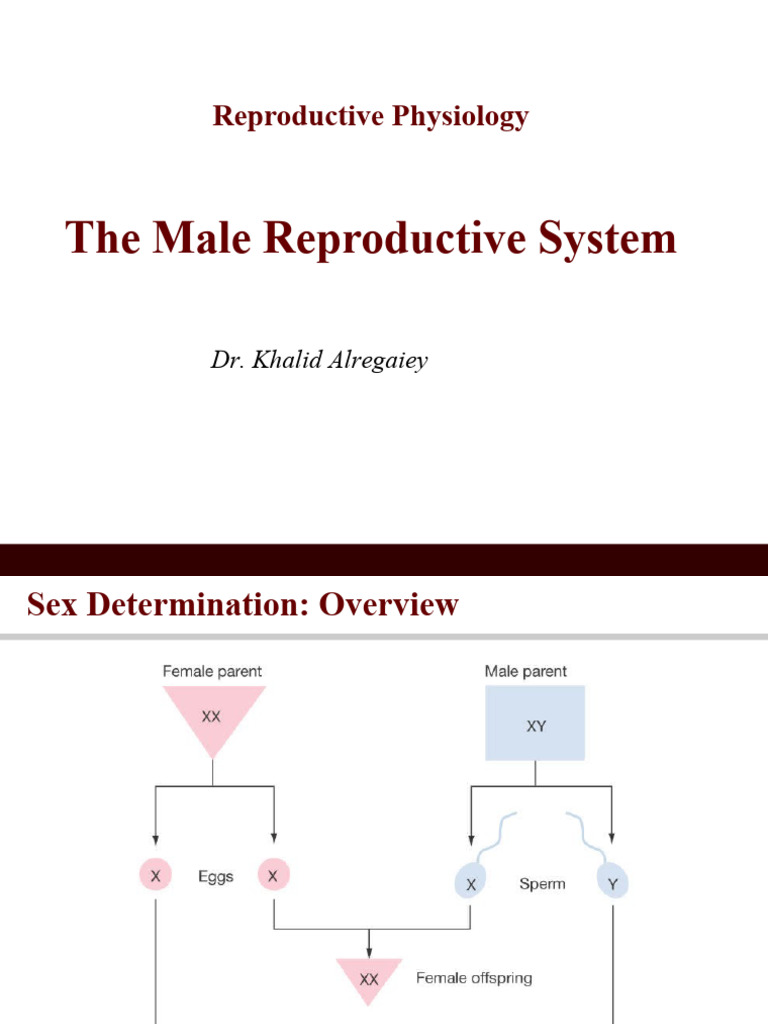 12 Male Reproductive System | Download Free PDF | Semen | Luteinizing ...