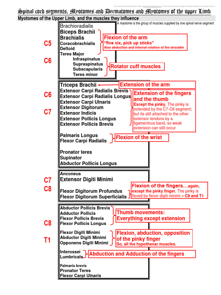 UPPER LIMB - 6 Spinal Cord Segments, Dermatomes and Myotomes of The ...