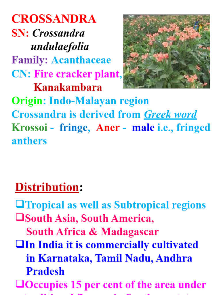 Crossandra | PDF | Plant Nursery | Seed
