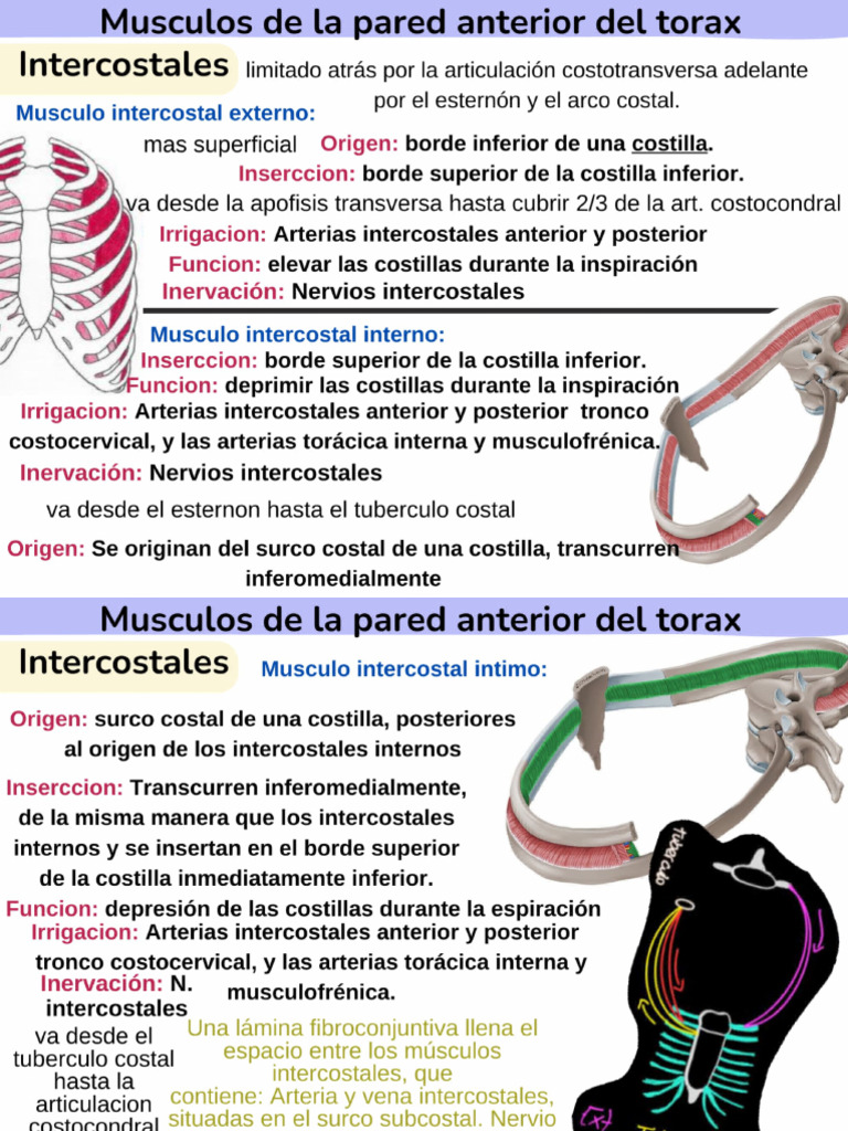 Músculos Intercostales y Torácicos | PDF | Tórax | Sistema ...