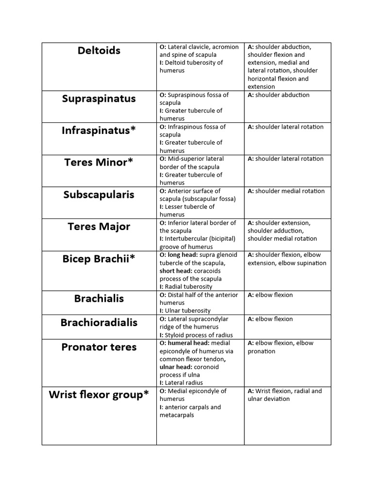 Muscles Reference Guide | PDF | Elbow | Pelvis