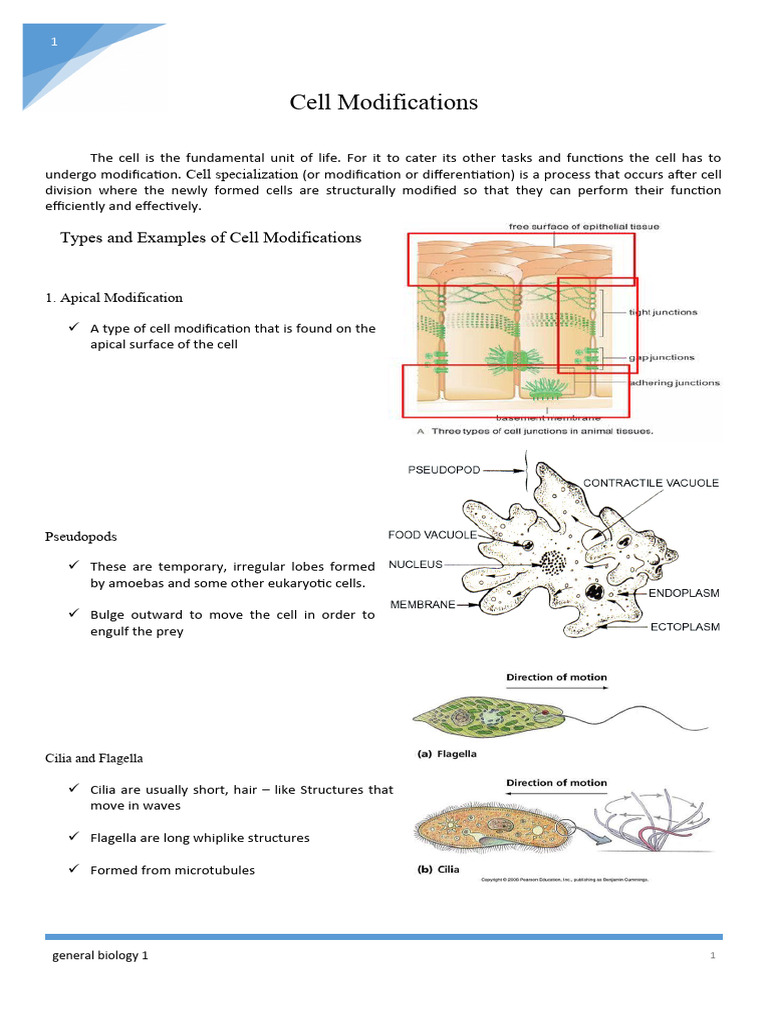 Cell Modifications Handouts | PDF | Cell Cycle | Mitosis