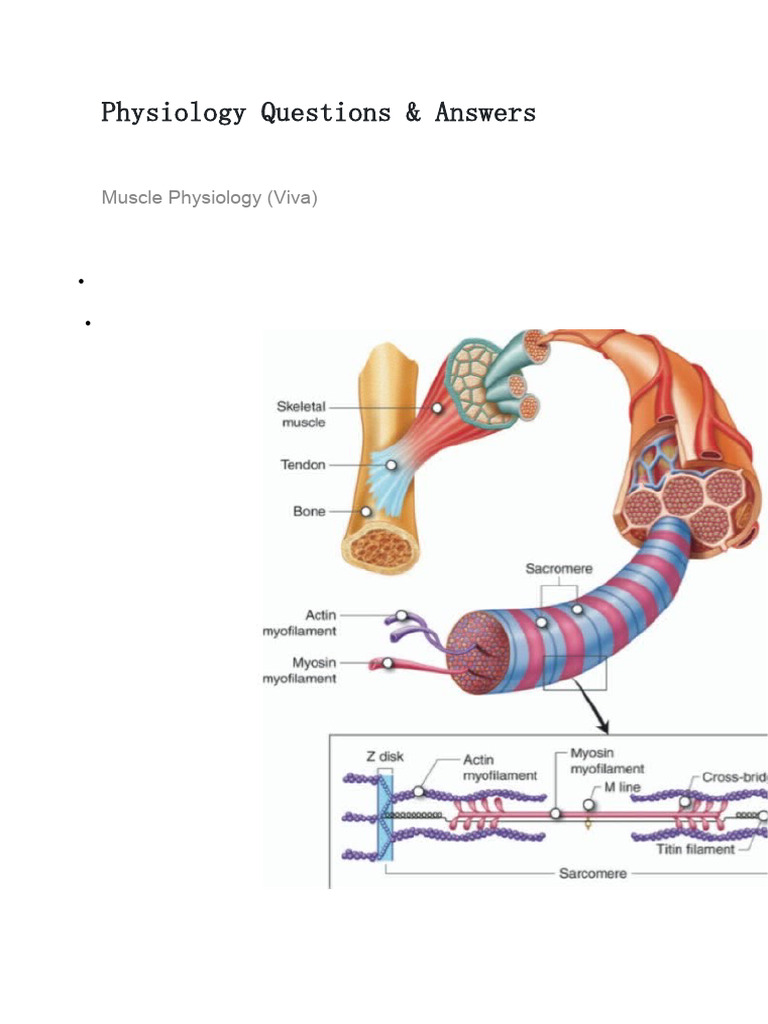 Physiology Questions | PDF | Muscle Contraction | Skeletal Muscle