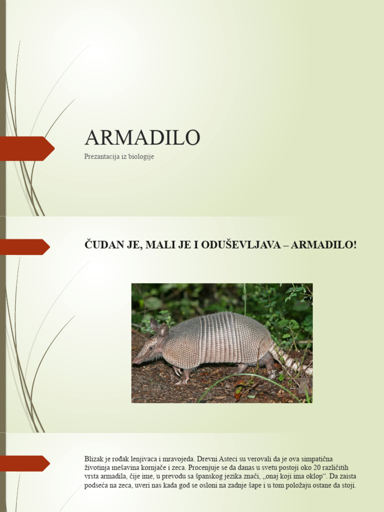 Armadil o | PDF