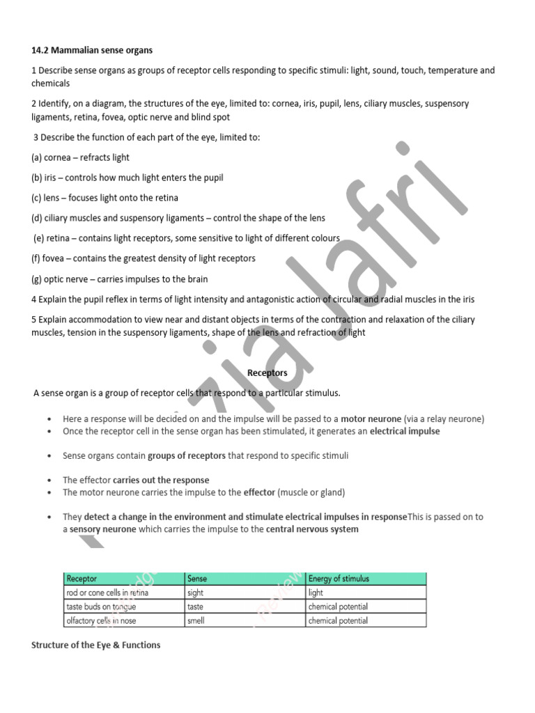 Eyes Notes Biology | PDF | Eye | Senses