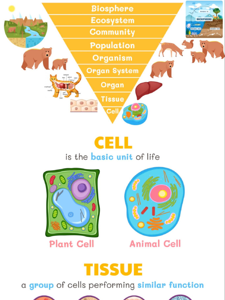 Biological Organization | PDF