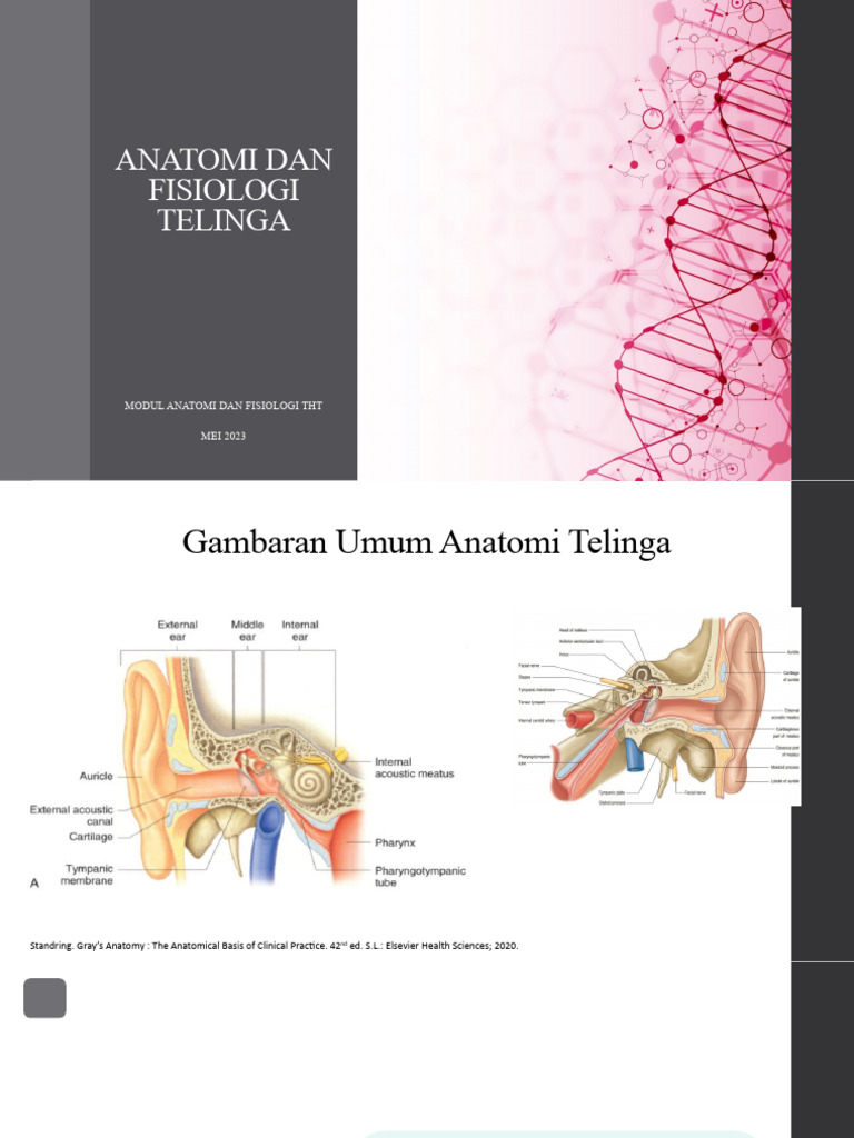 Anatomi Telinga Dan Temporal Mei 2023 | PDF