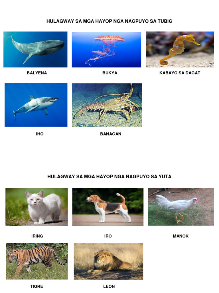 Hulagway Sa Mga Hayop Nga Nagpuyo Sa Tubig | PDF