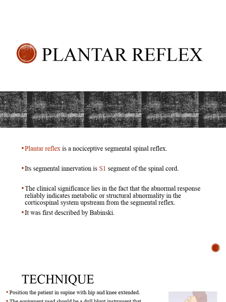 Plantar Reflex | PDF | Anatomical Terms Of Motion | Foot