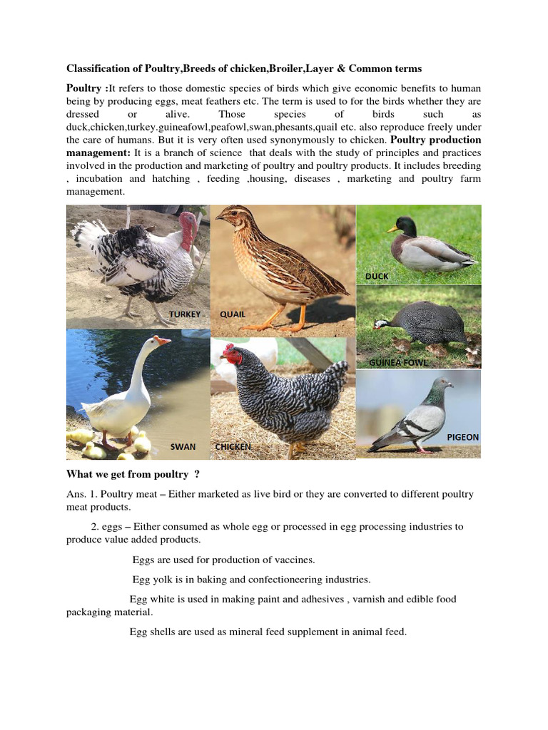 Poultry Breeds and Farming Guide | PDF | Chicken | Poultry