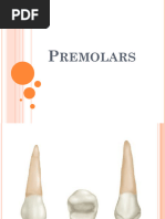 Maxillary 1st Premolar | PDF | Dental Anatomy | Tooth